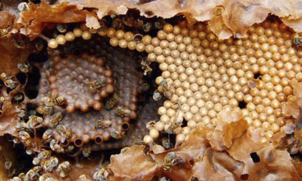 DON PATRICIO TAMAY, PRODUCTOR DE MIEL MELIPONA EN EL MUNICIPIO DE TULUM ...